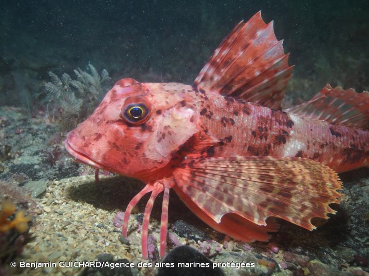 No Radiation Detected in Fish or in Seawater After Treated Water ...