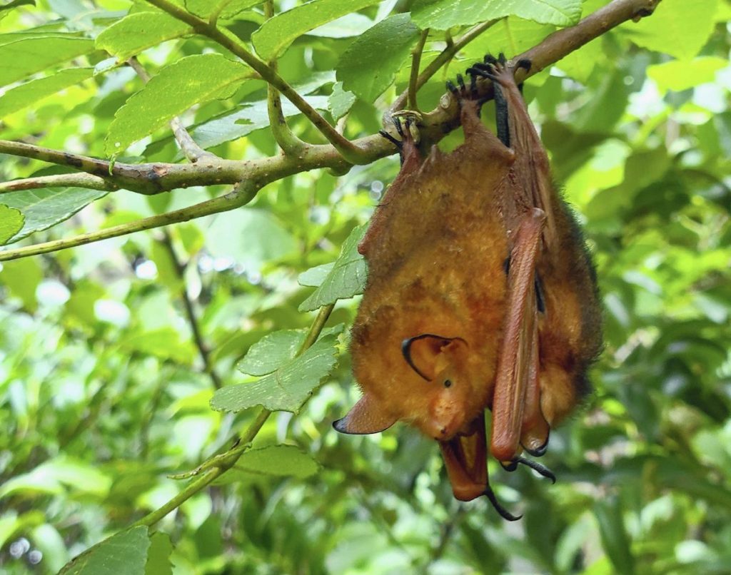 Tsushima Islander Captures Rare Photo of Endangered Bat Species | JAPAN ...