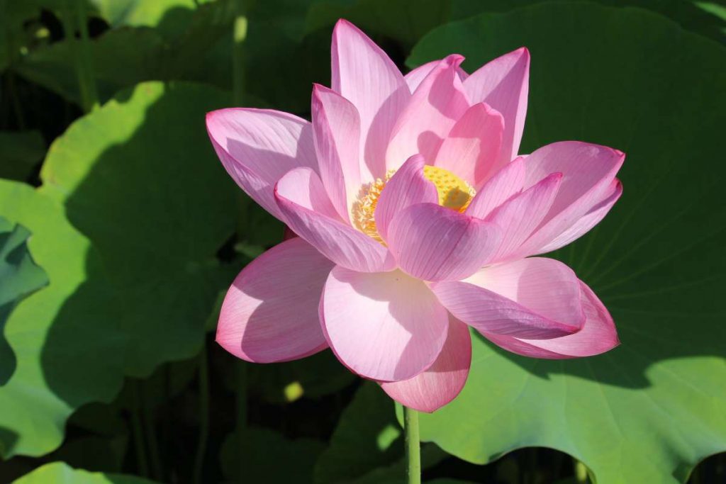 [Hidden Wonders of Japan] Lotus Flowers Embrace the Sun at Ueno Park ...
