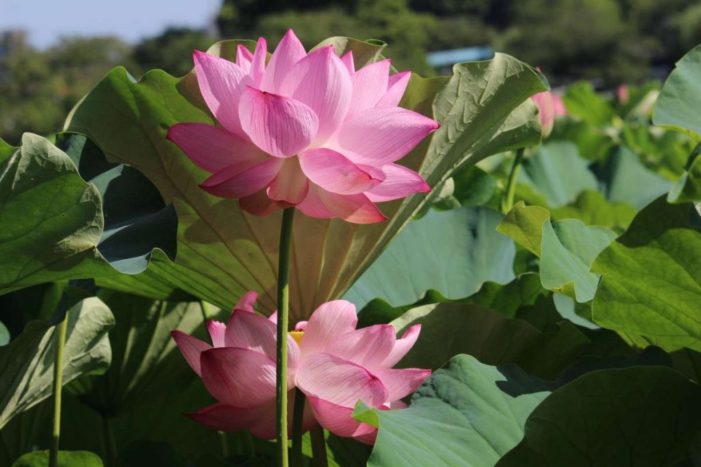 [Hidden Wonders of Japan] Lotus Flowers Embrace the Sun at Ueno Park ...