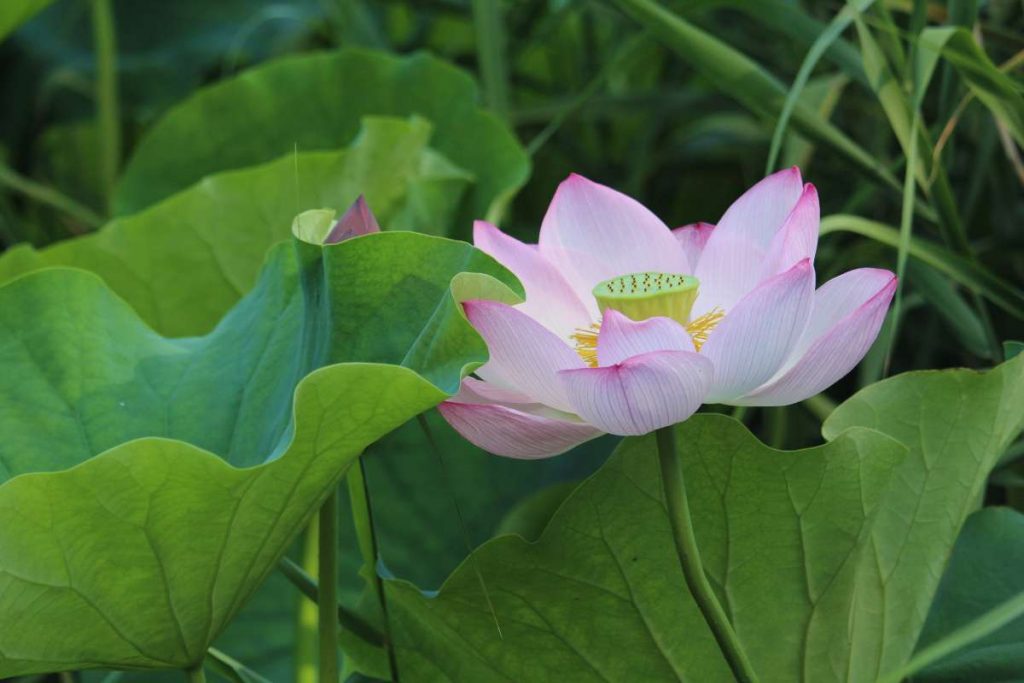 [Hidden Wonders of Japan] Lotus Flowers Embrace the Sun at Ueno Park ...