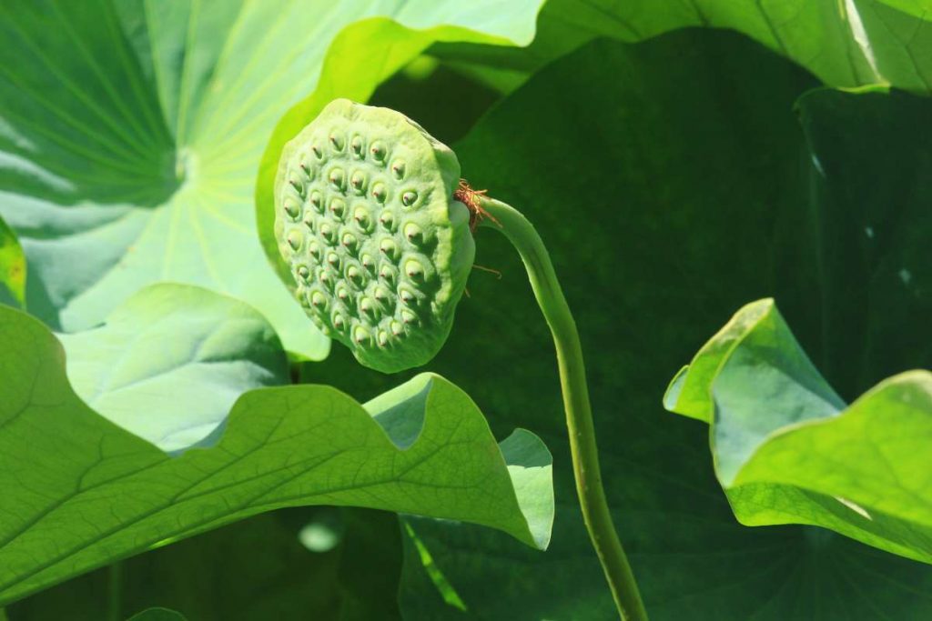 [Hidden Wonders of Japan] Lotus Flowers Embrace the Sun at Ueno Park ...