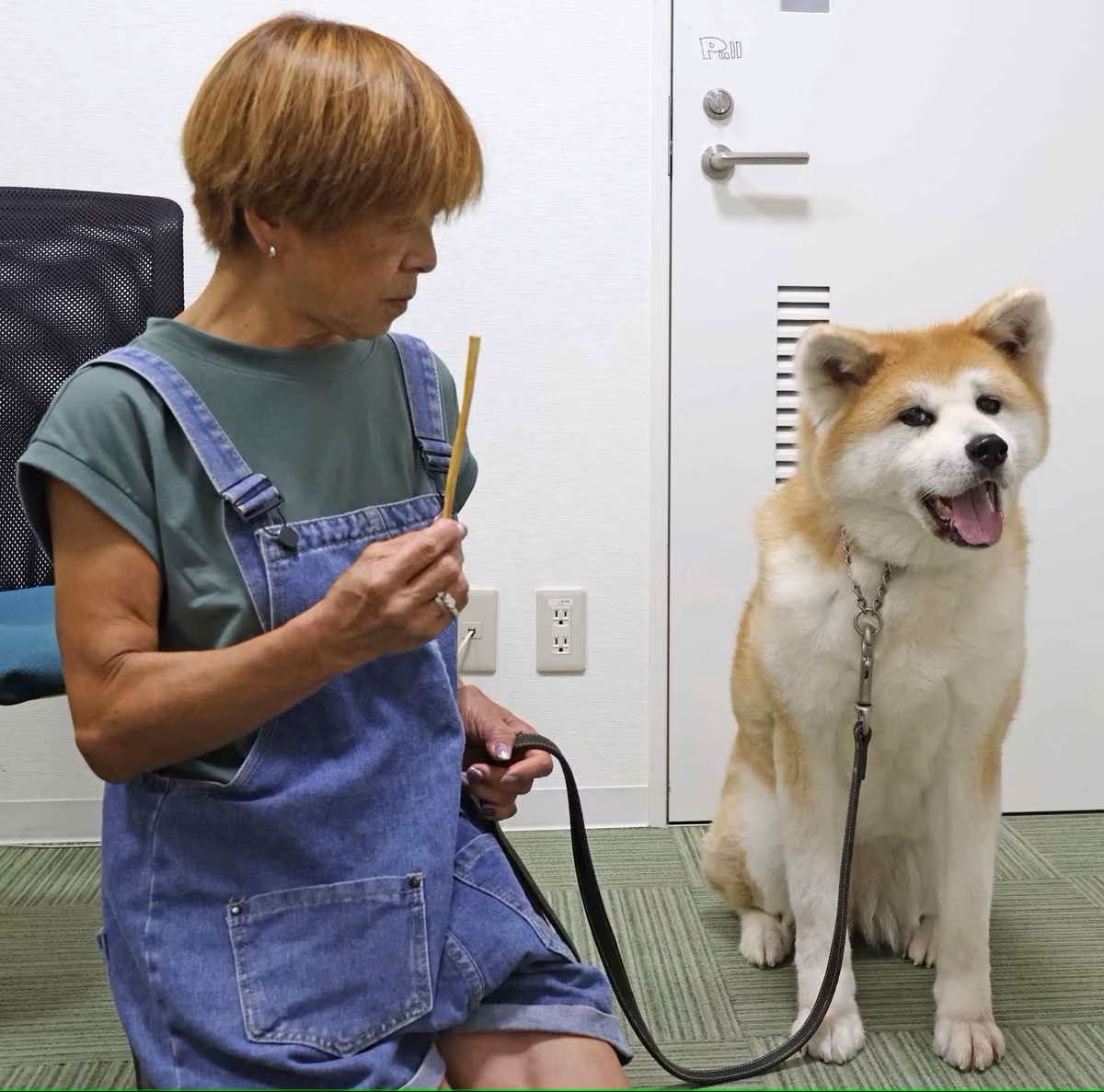 Helping Akita Dogs - The Legendary Faithful Breed of 'Hachiko' | JAPAN ...