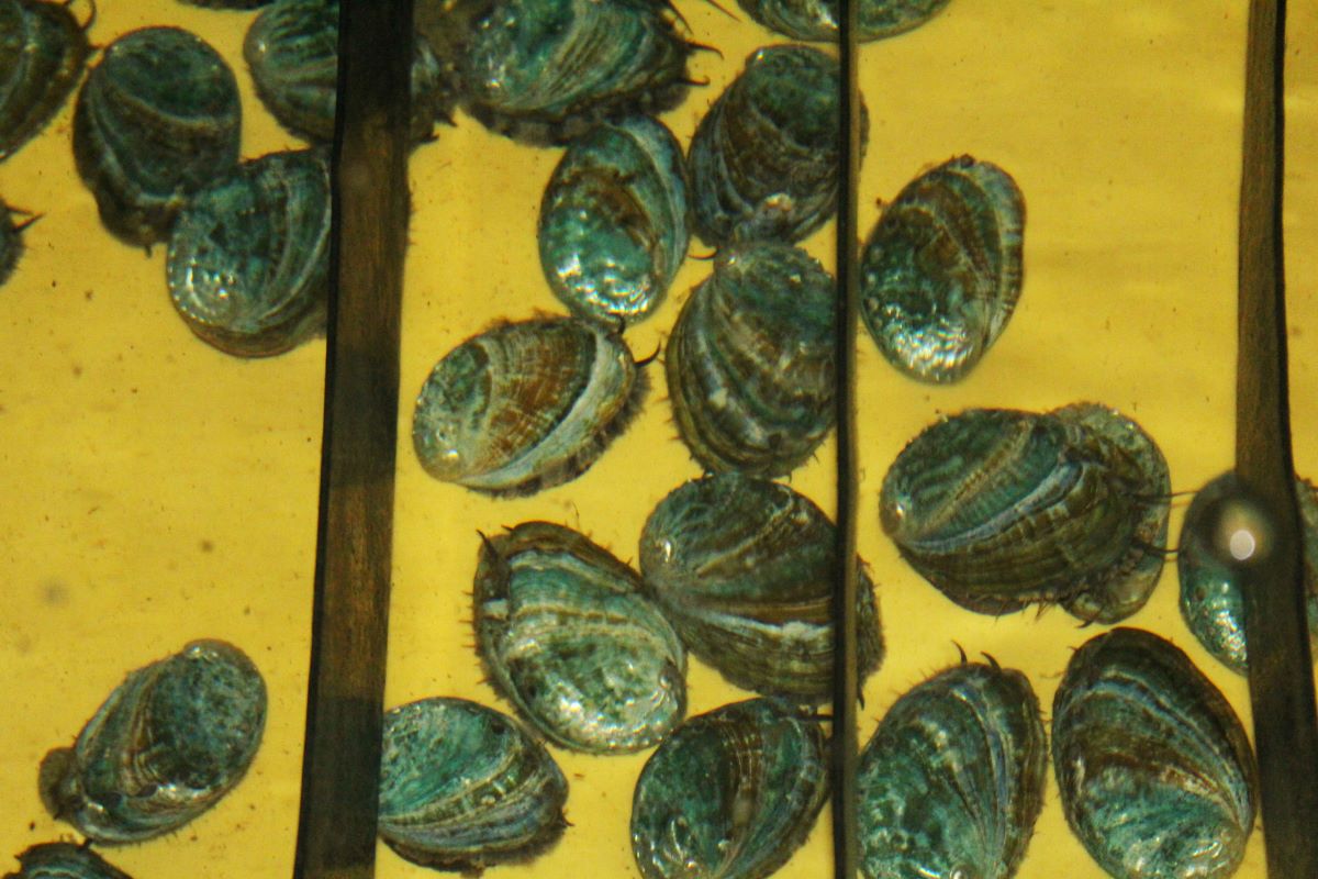 To China from Fukushima Flounder: 'We're Healthy, Happy, and Clean ...