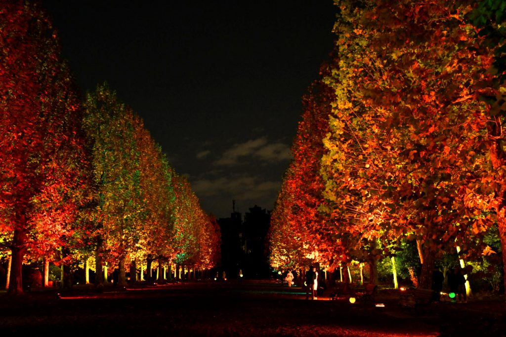 [Hidden Wonders of Japan] Enchanting Autumn Light-Up at Shinjuku Gyoen ...
