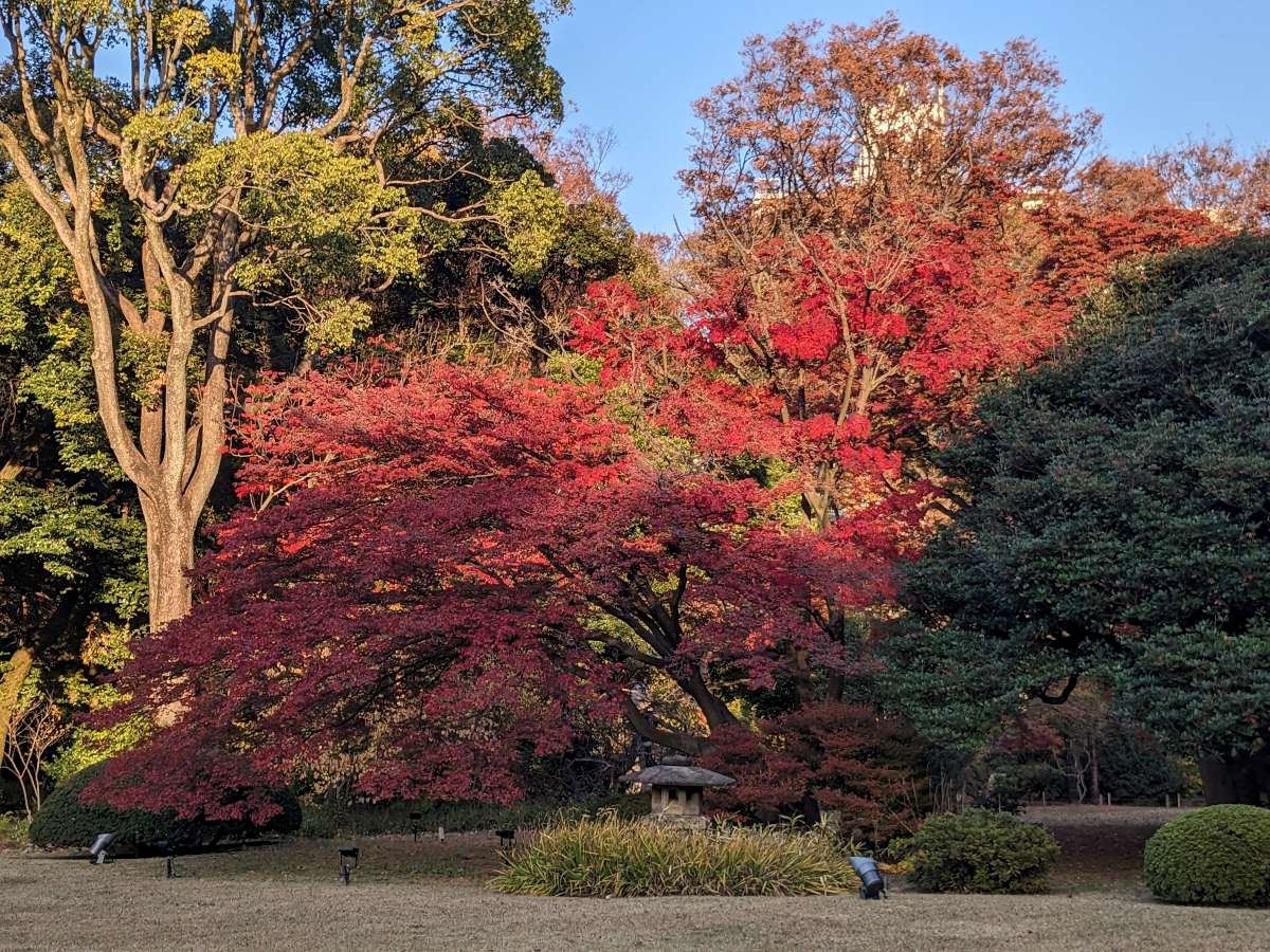 Rikugien, a Brilliant Tokyo Jewel of Autumn's Best Foliage | JAPAN Forward