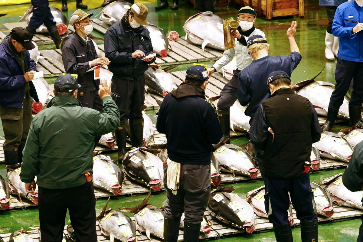 [Hidden Wonders of Japan] Massive Bluefin Tuna Sold for Almost $800,000 ...