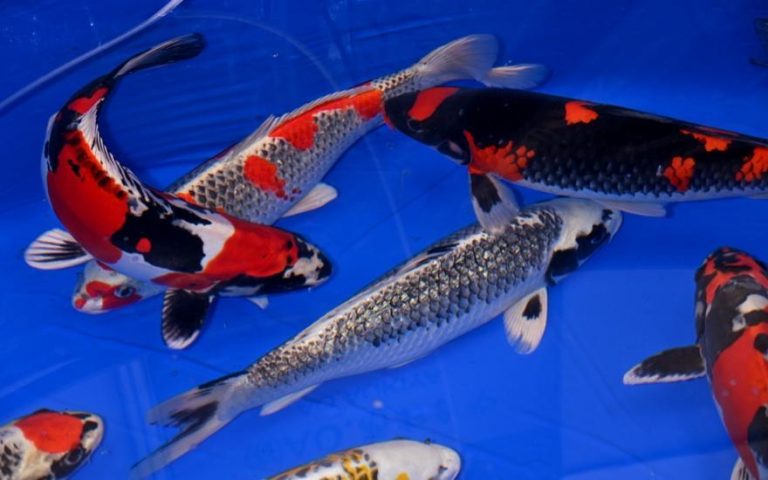 Japan's Biggest Koi Show Captivates Global Fans | JAPAN Forward