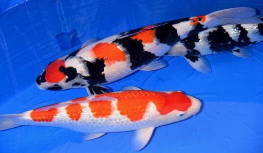 Japan's Biggest Koi Show Captivates Global Fans | JAPAN Forward