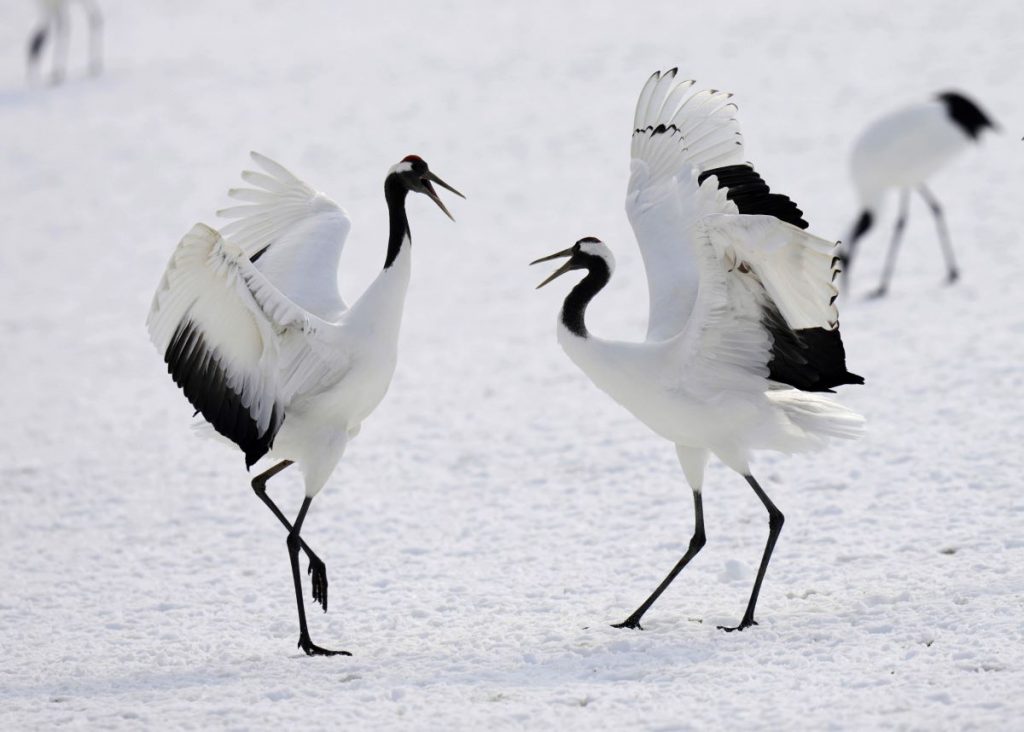 [Hidden Wonders] Japanese Cranes Dance for Love in the Snow | JAPAN Forward