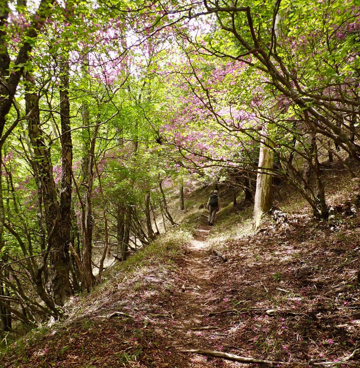 Tracing Ancient Mountain Trails with the Japanese Alpine Club | JAPAN ...