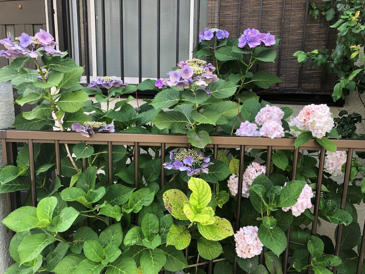 Discovering Hydrangeas and the Secrets of Their Hues | JAPAN Forward