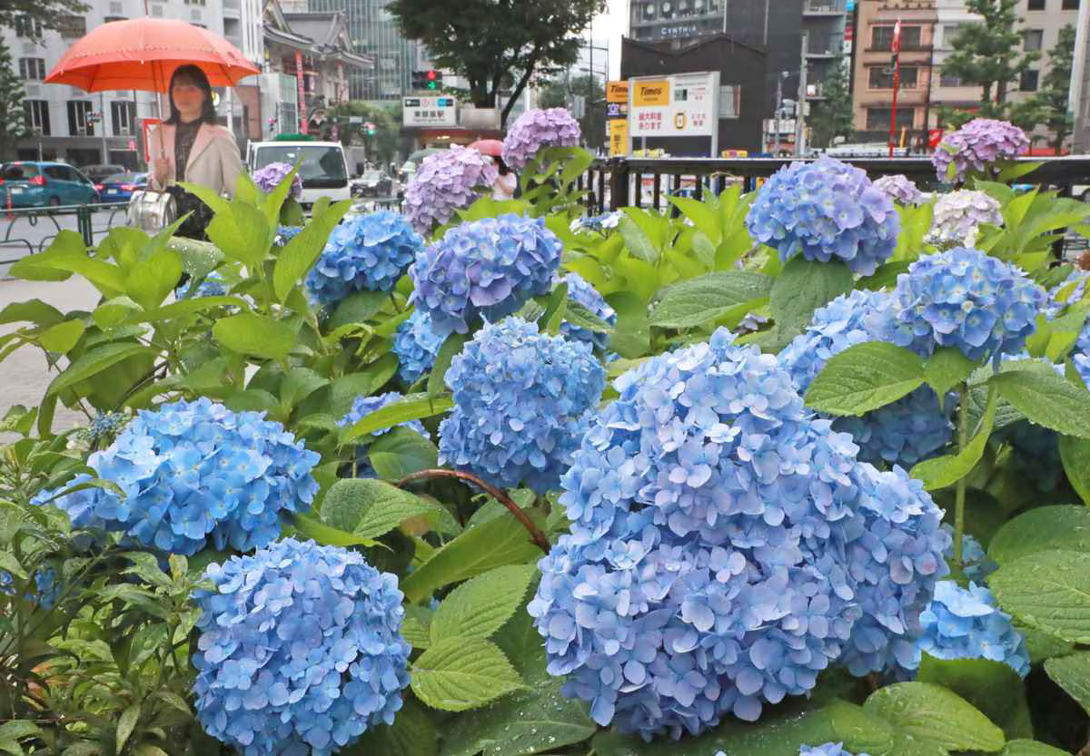Discovering Hydrangeas and the Secrets of Their Hues | JAPAN Forward