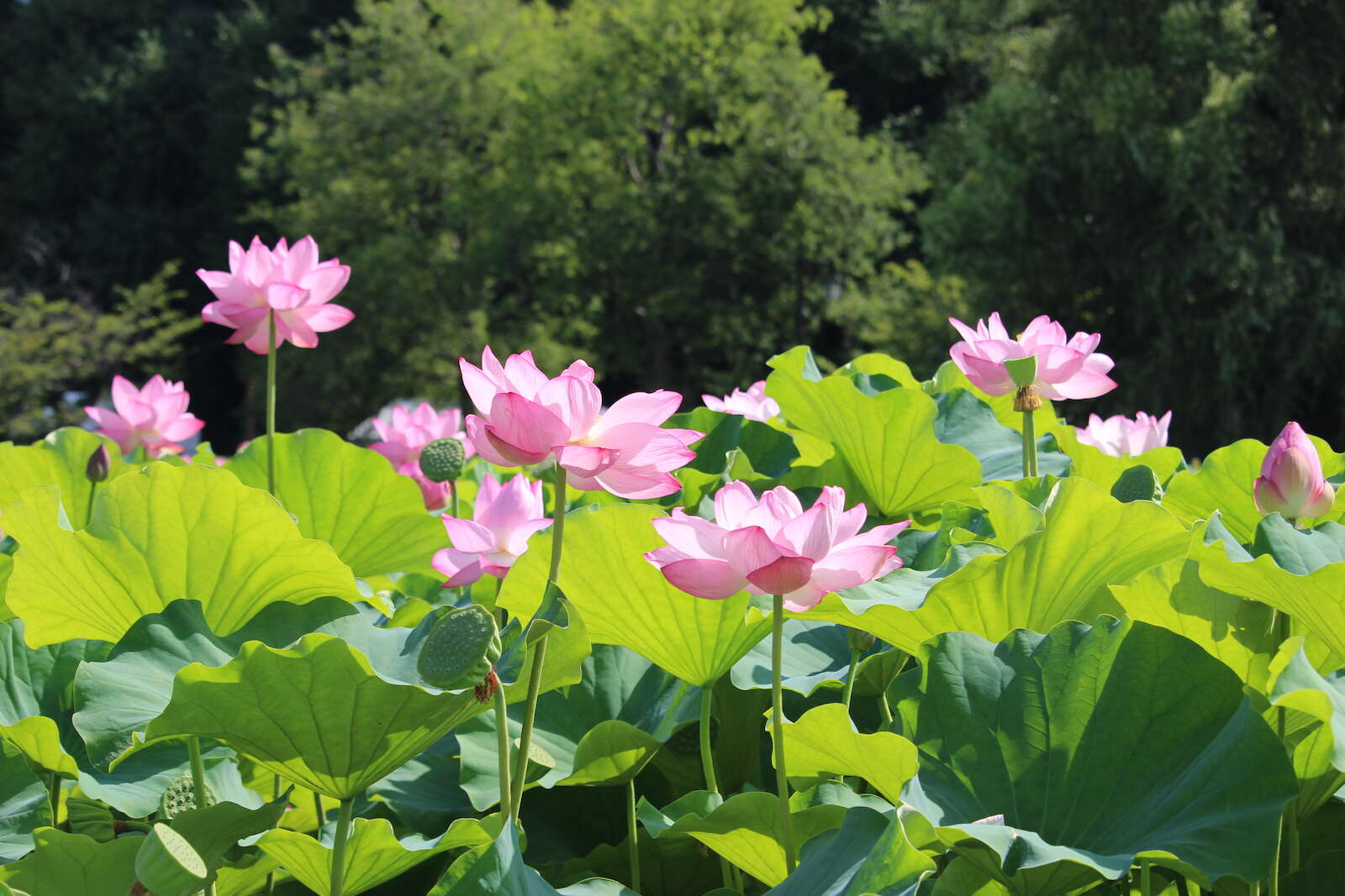 Hidden Wonders | A Refreshing Summer in Ueno with Wind Chimes and ...