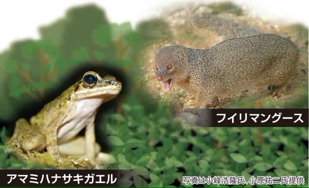 EDITORIAL | Japan's Mongoose Eradication is Good News for Biodiversity ...